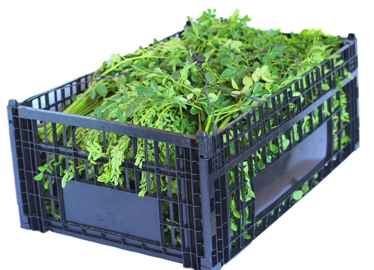 Products | Agro San Carlos